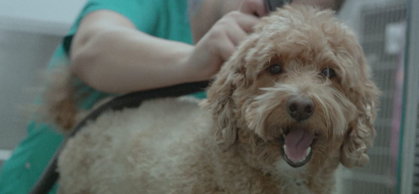 SaaS Backup Solution | NinjaOne